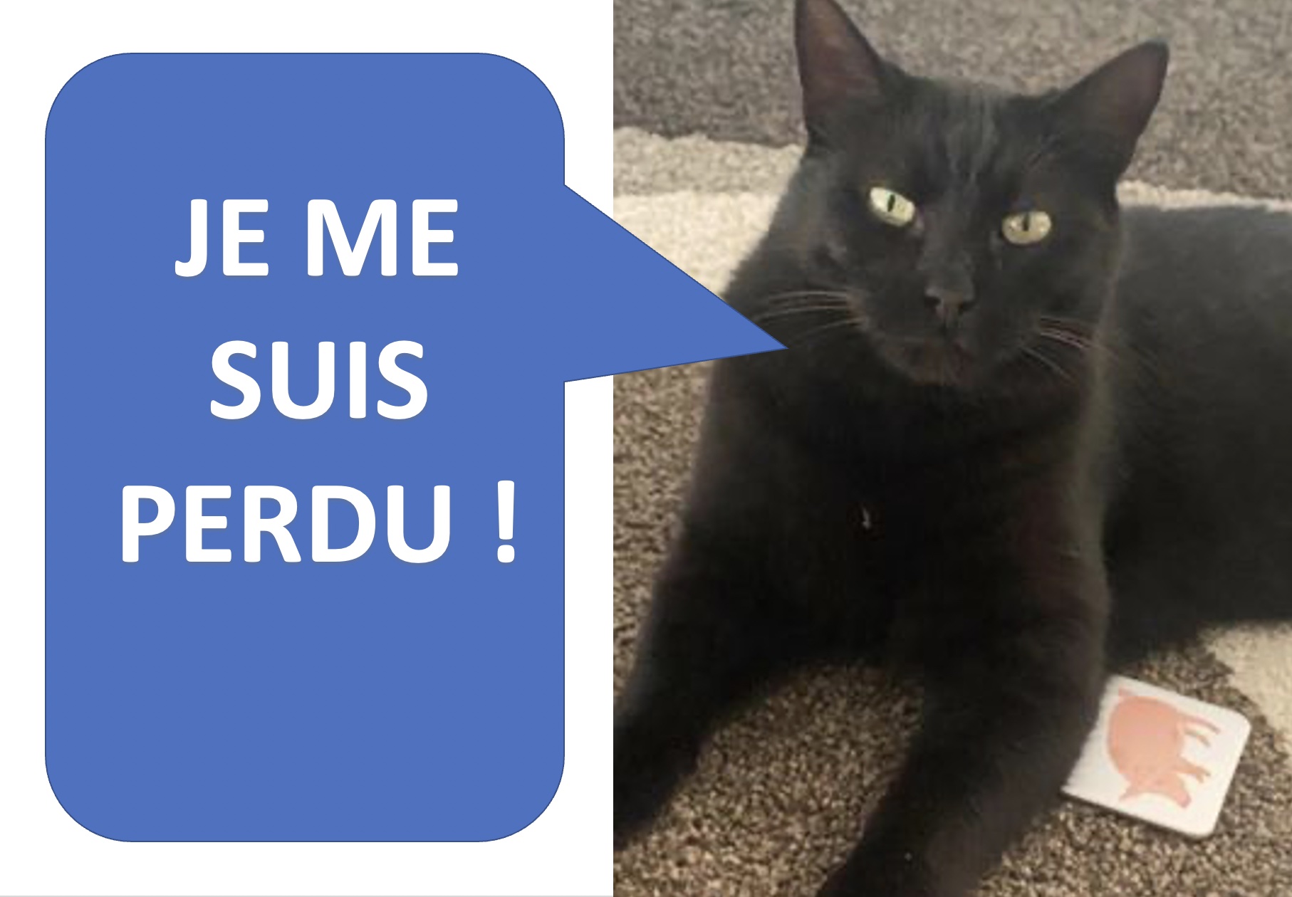 CHAT PERDU - Mairie de DUNG